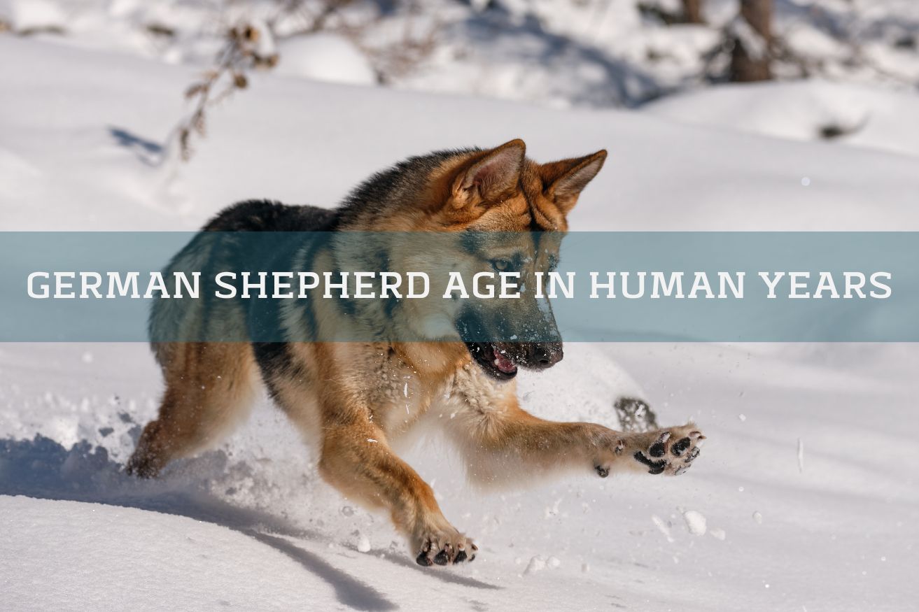 German Shepherd Age In Human Years Calculate German Shepherd Human Age German Shepherd Age In Human Years Calculate German Shepherd Human Age