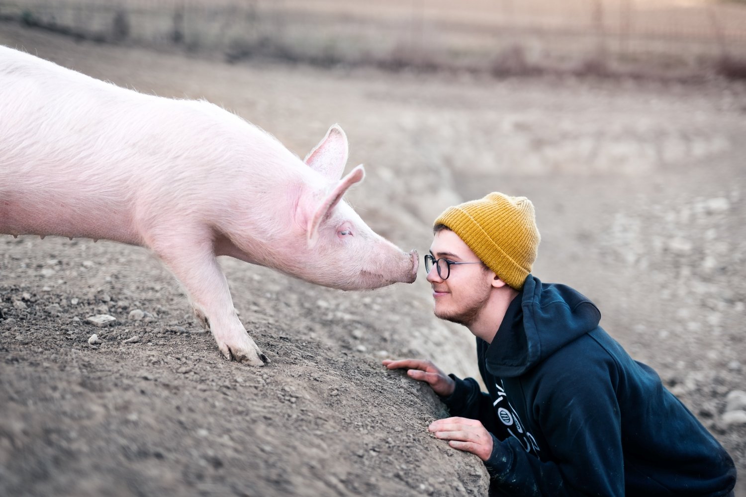 Pig Life Span And Life Cycle From A Piglet To Adult